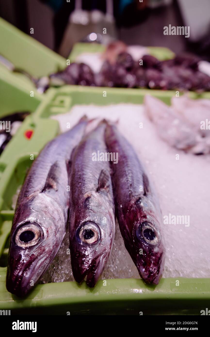 Blue whiting fish hi-res stock photography and images - Alamy