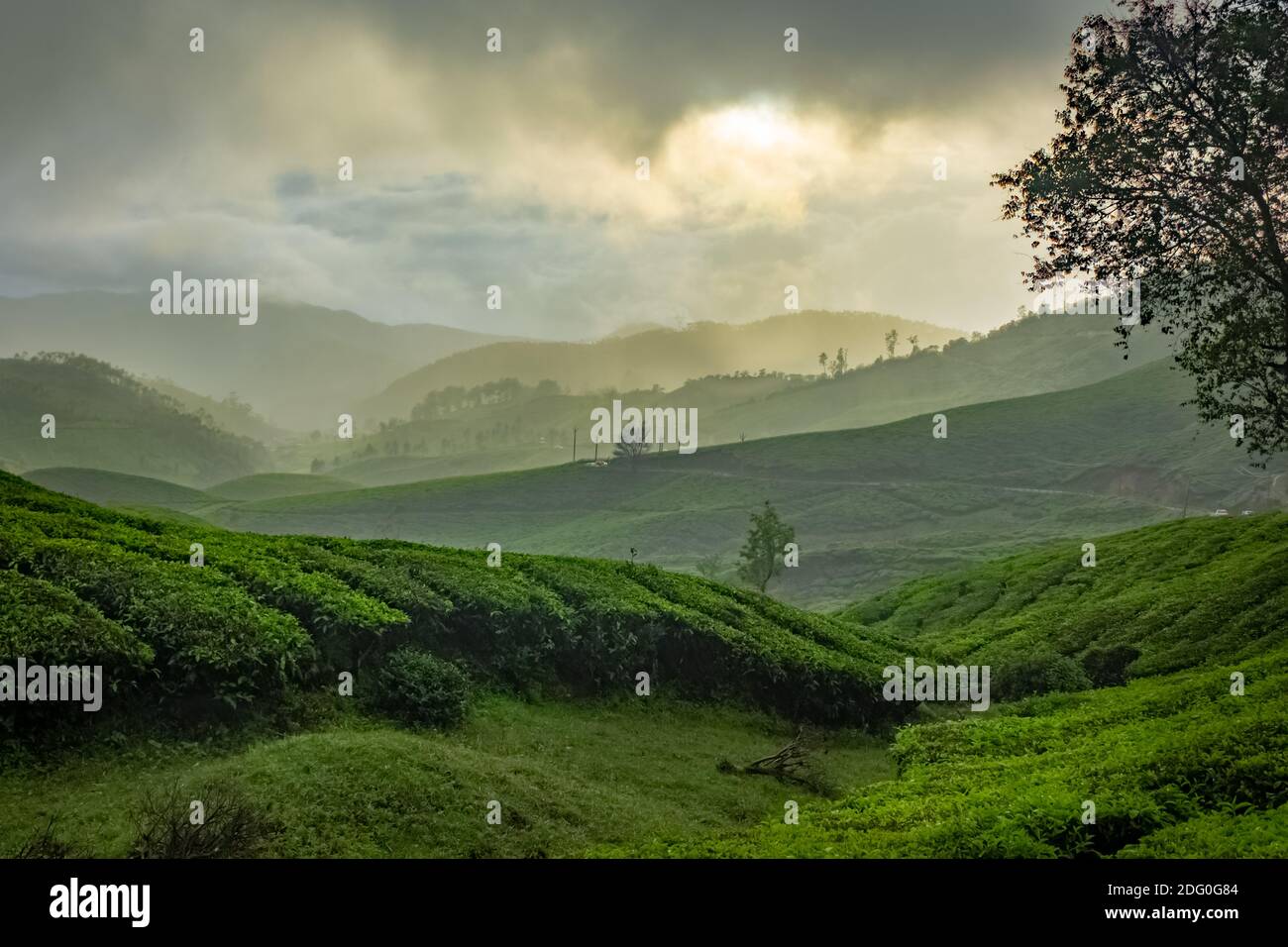 Munnar Tea plantation. Sunset Over Tea Plantations In Munnar, Kerala ...