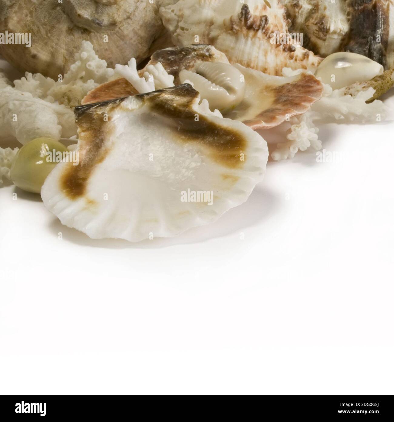 Group of sea shells and corals isolated Stock Photo - Alamy