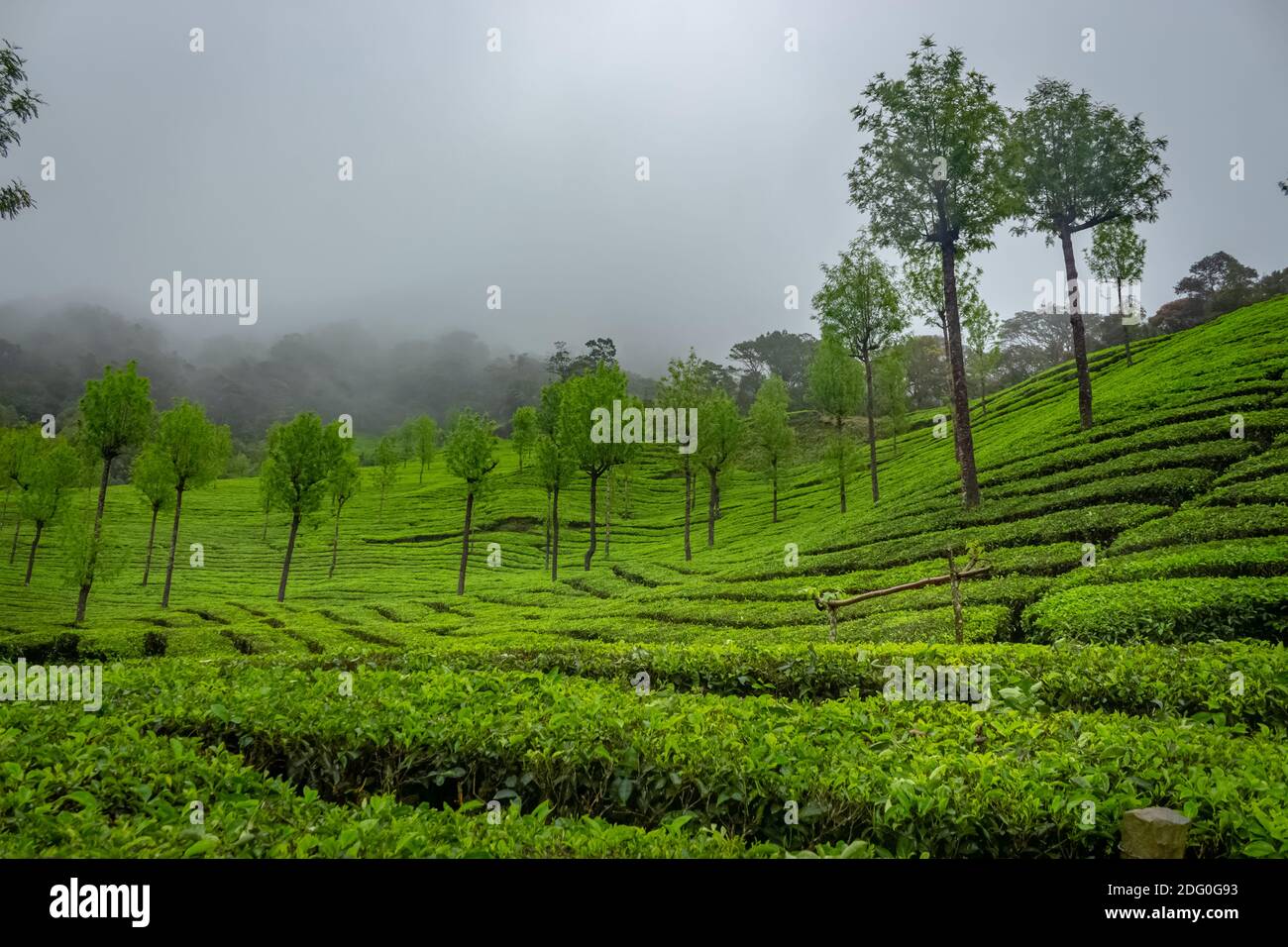 Munnar Tea plantation. Best Tea plants In Munnar, Kerala, India Stock ...
