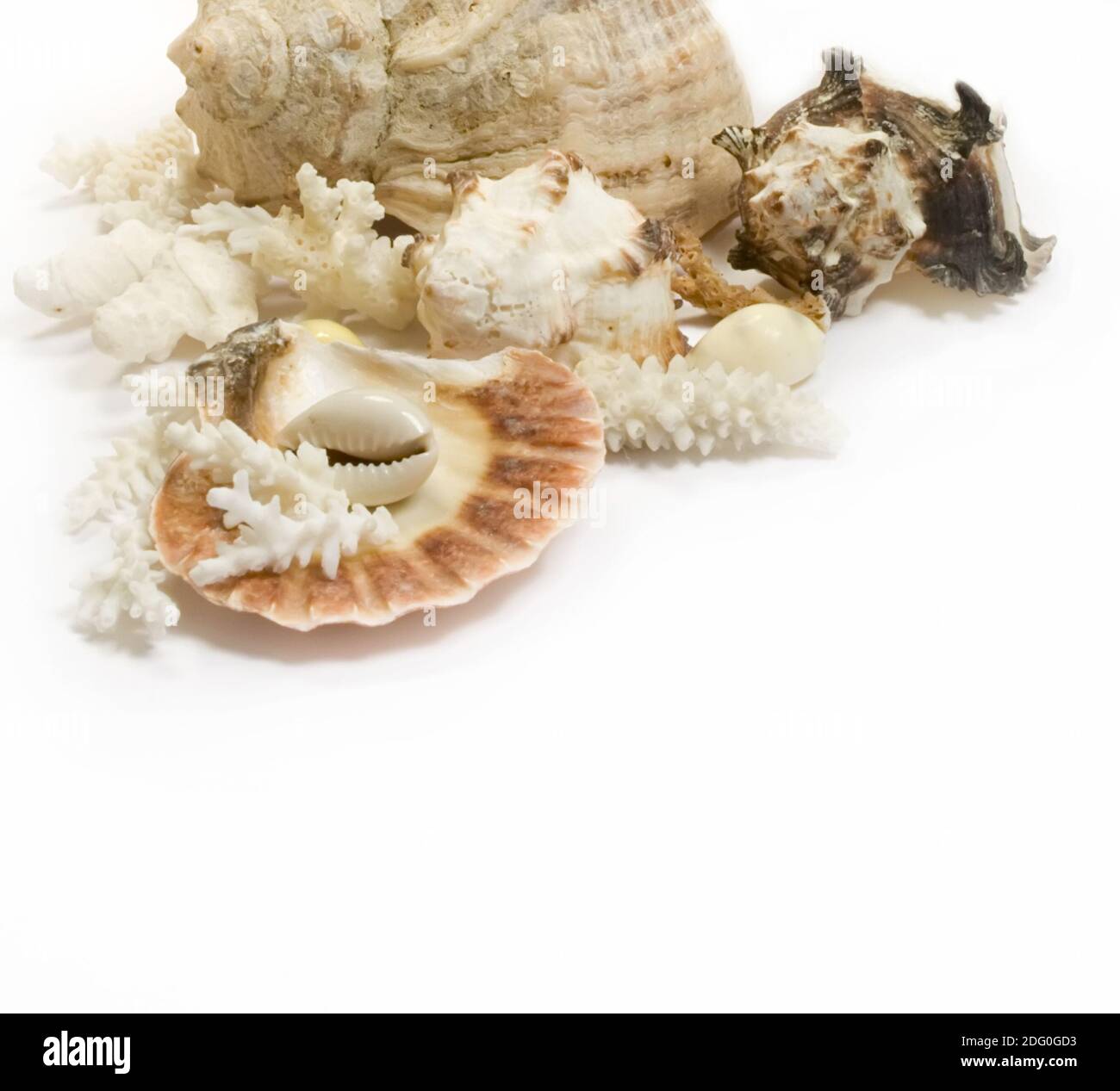 Group of sea shells and corals isolated Stock Photo - Alamy