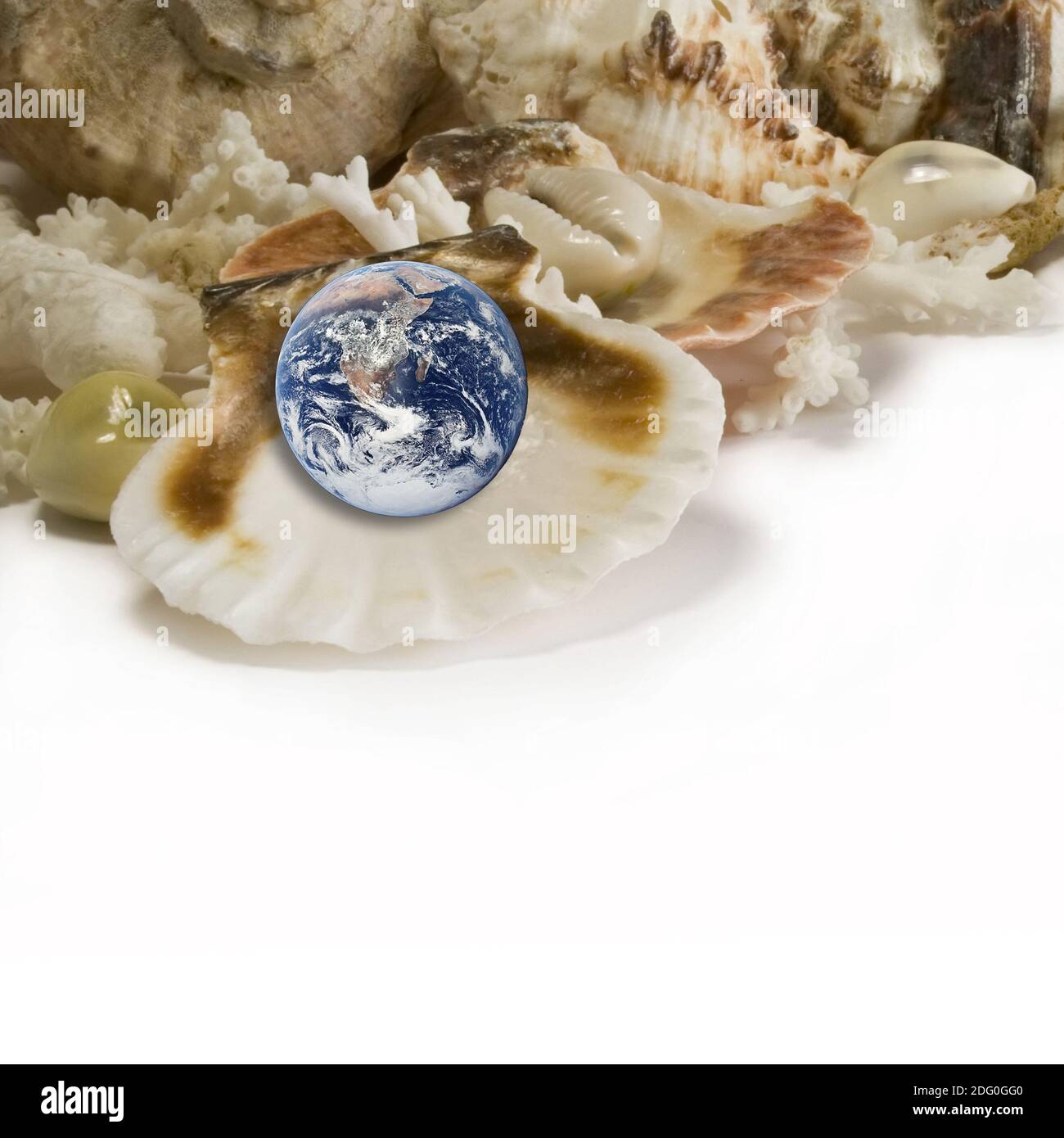 Conch shell pearl bahamas hi-res stock photography and images - Alamy