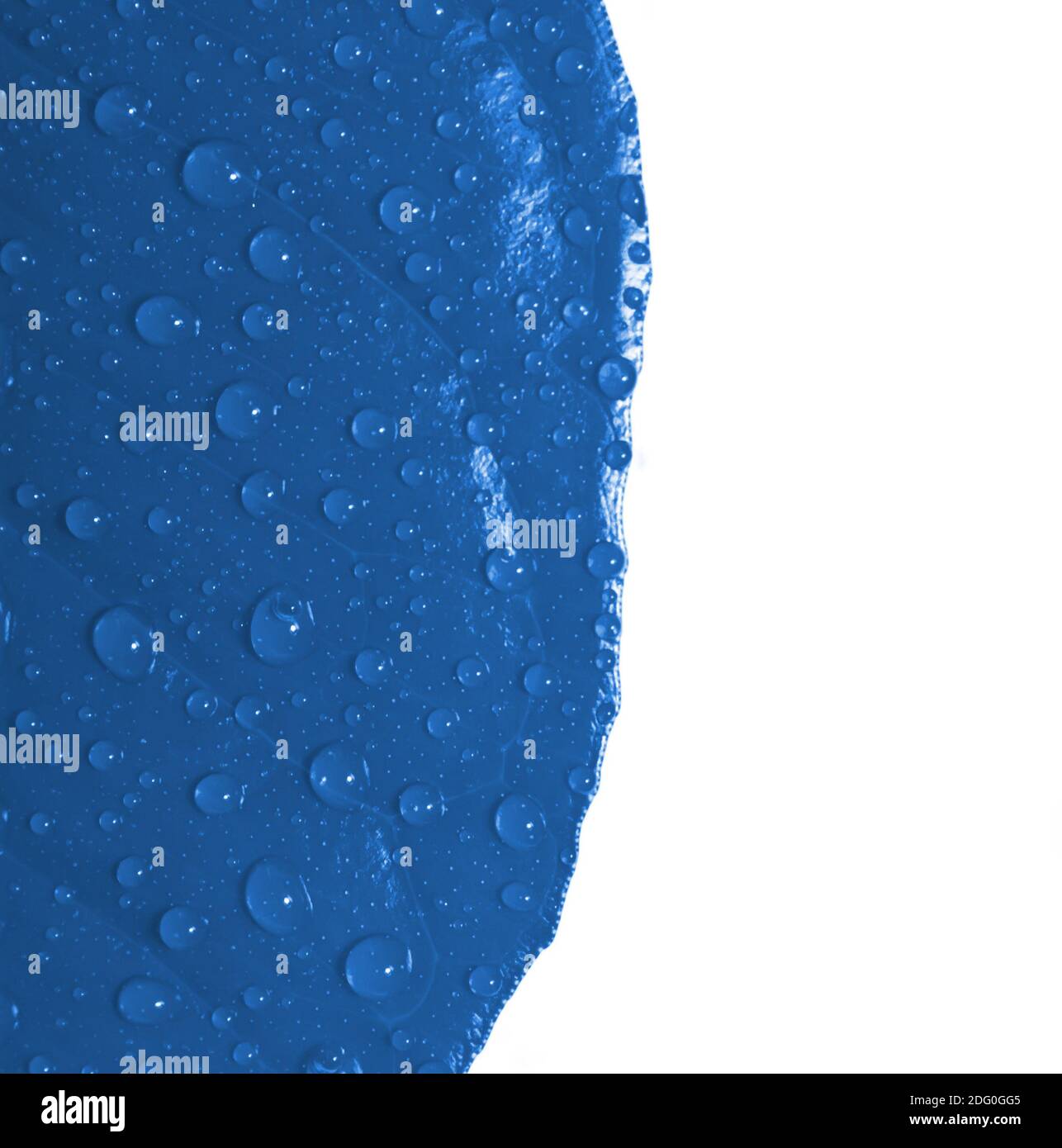 Abstract blue leaf with drops of water isolated Stock Photo - Alamy