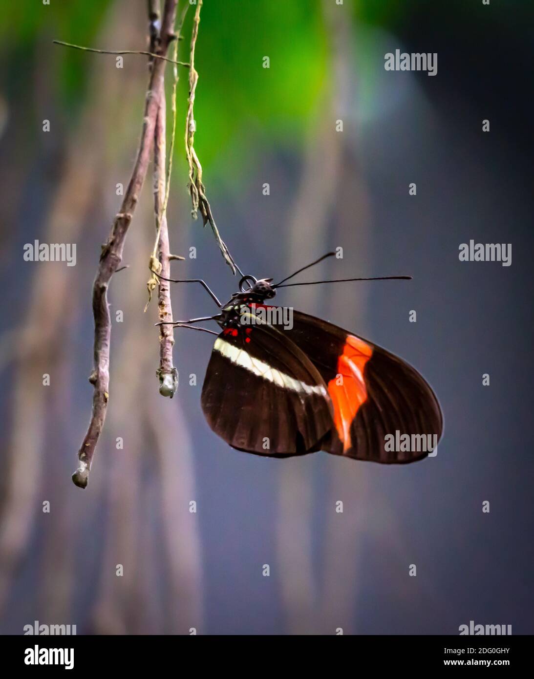 Beautiful common postman butterfly hi-res stock photography and images ...