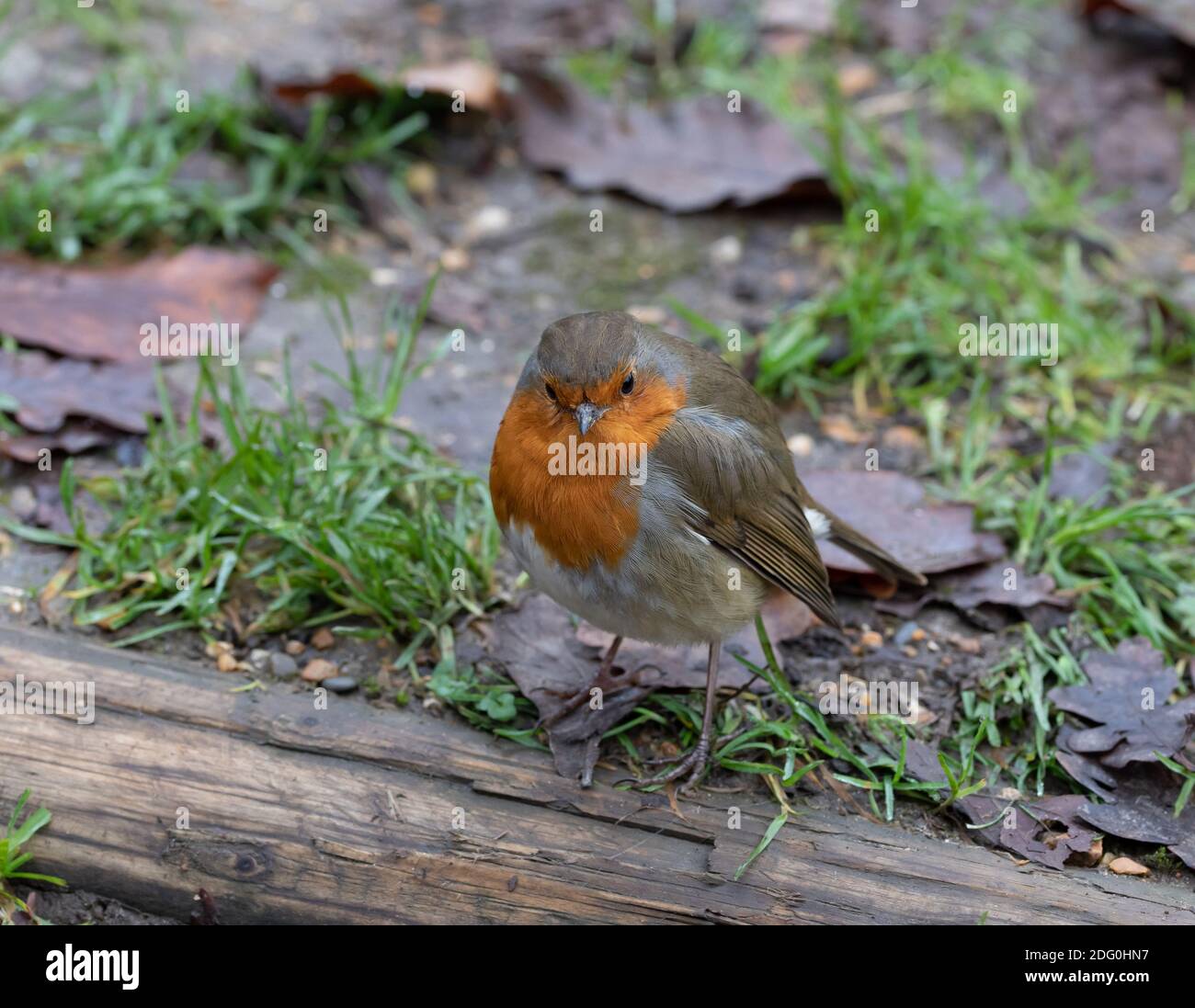 Indian robin feathers hi-res stock photography and images - Alamy