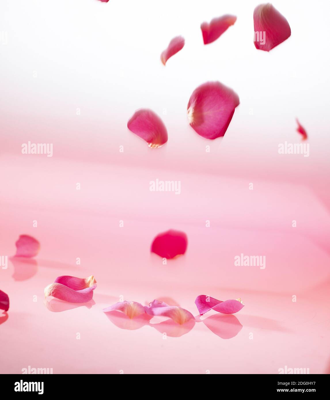 Falling rose hi-res stock photography and images - Alamy