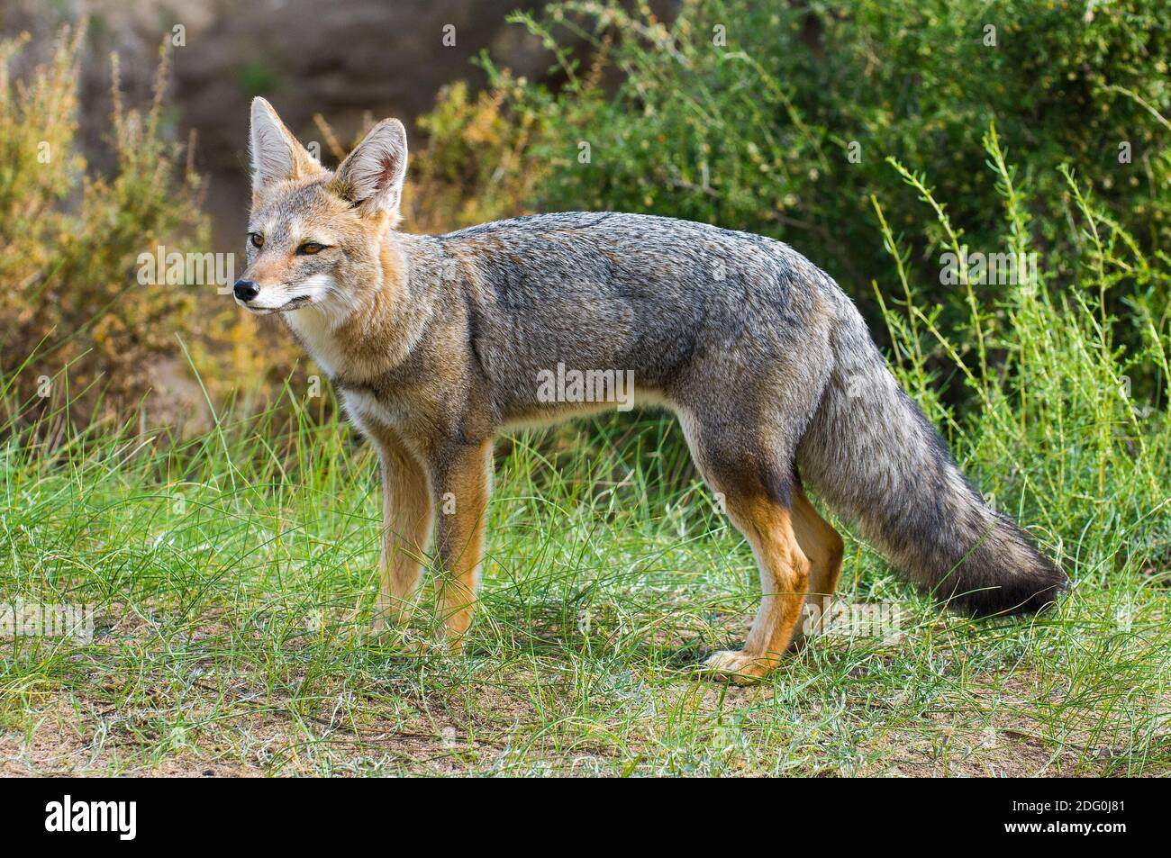 South American Gray Fox, Lycalopex gymnocercus, Peninsula Valdes ...