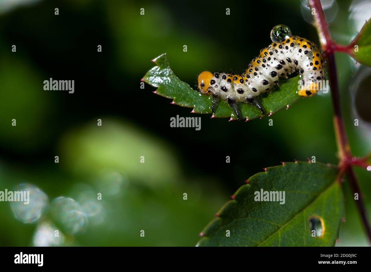 Leaf wasp larvae Stock Photo - Alamy