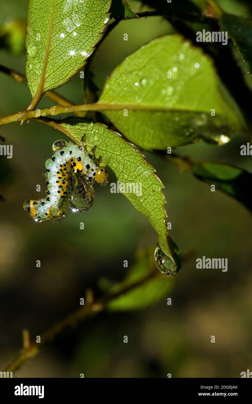 Wasp larva hi-res stock photography and images - Alamy