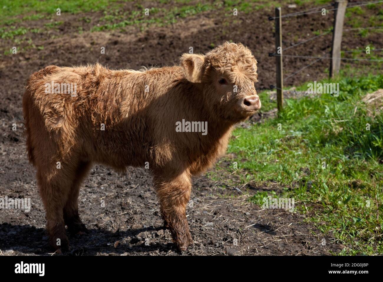 Highland cattle calves Stock Photo - Alamy