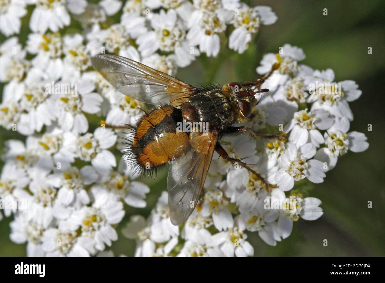 Tachina flies hi-res stock photography and images - Alamy