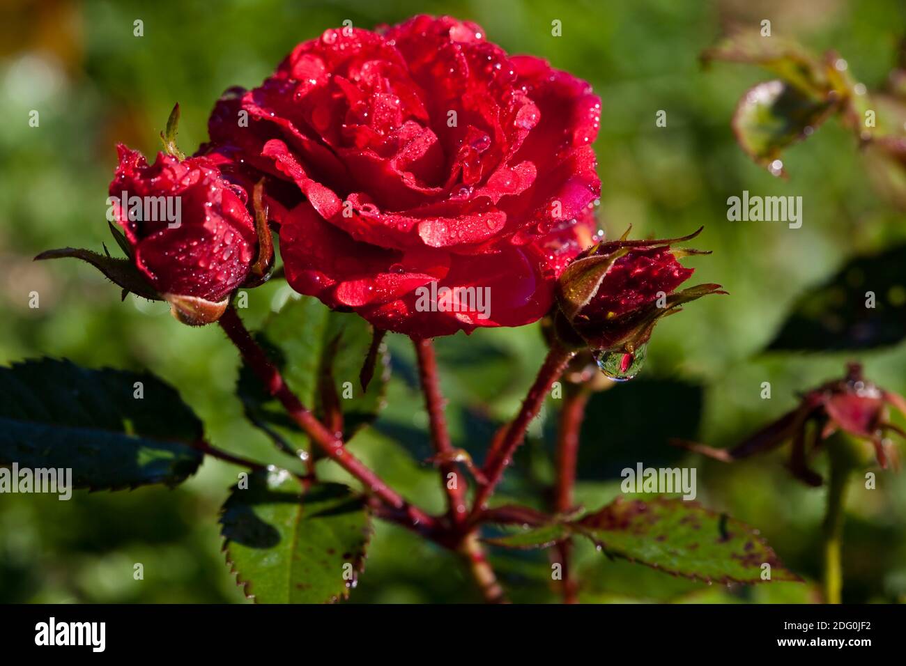 Rose after use hi-res stock photography and images - Alamy