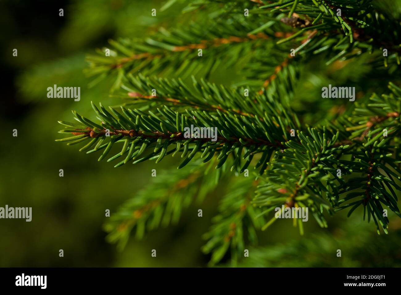 Fichtennadeln hi-res stock photography and images - Alamy