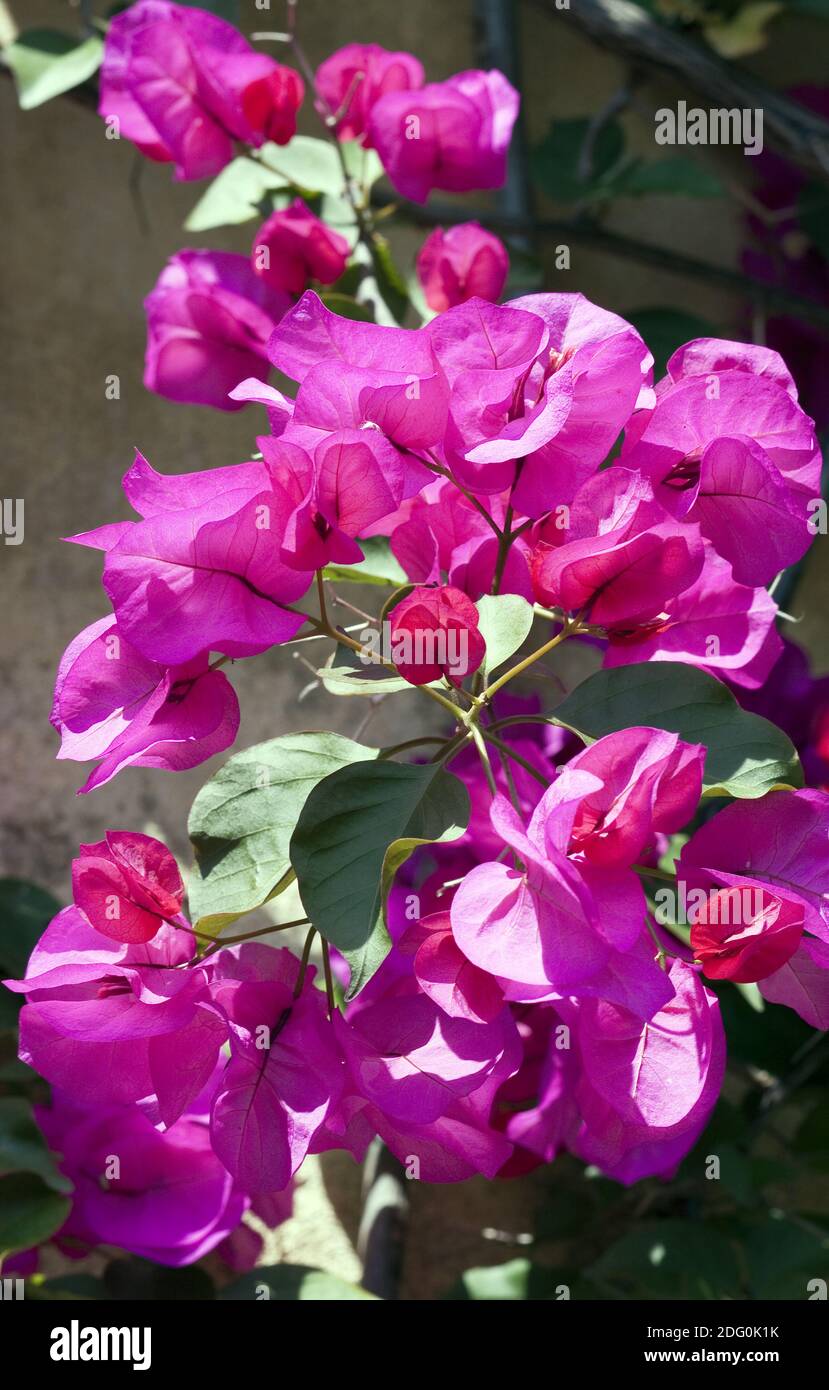 Triplet hi-res stock photography and images - Alamy