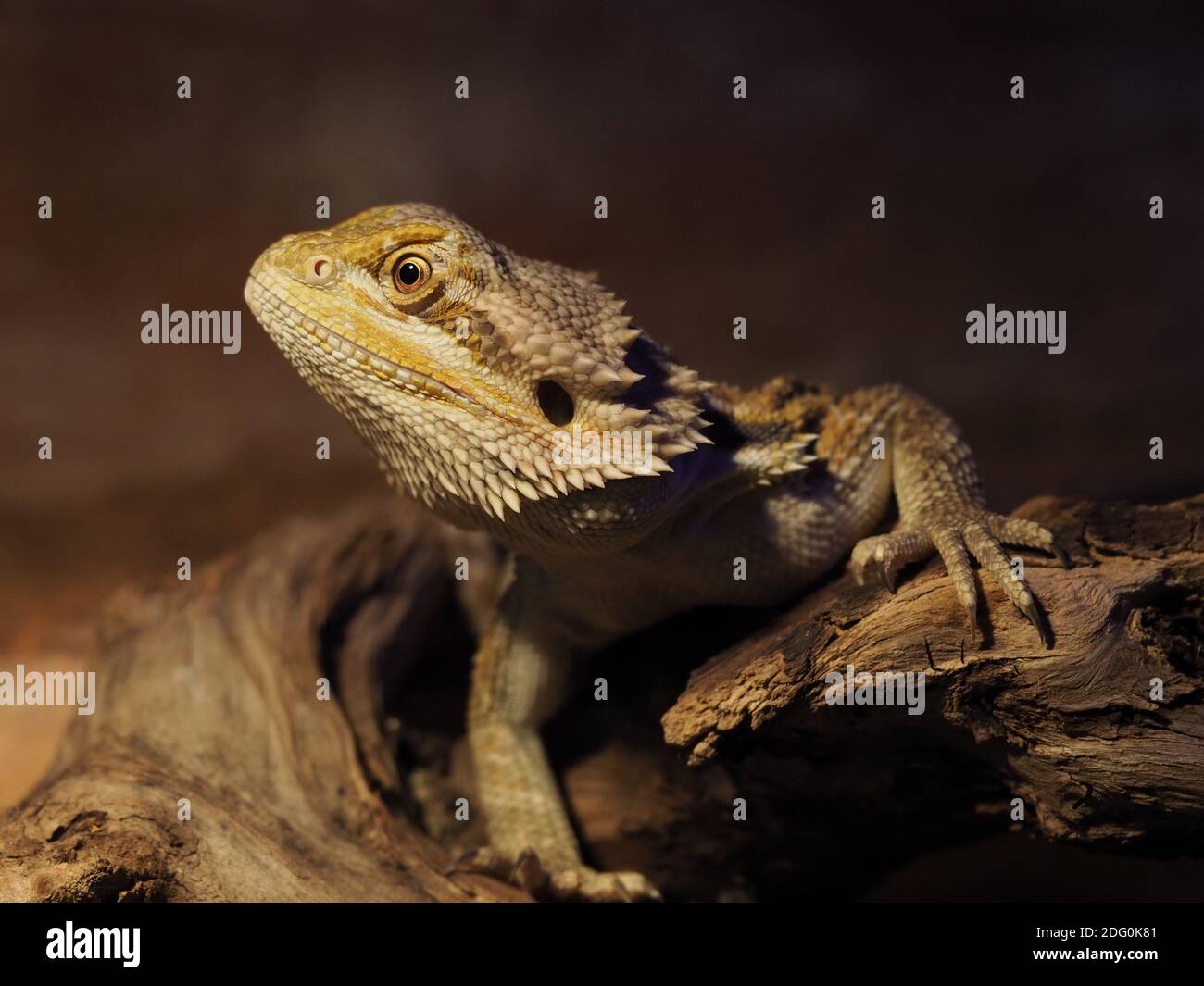 Bearded dragon pogona vitticeps hi-res stock photography and images - Alamy