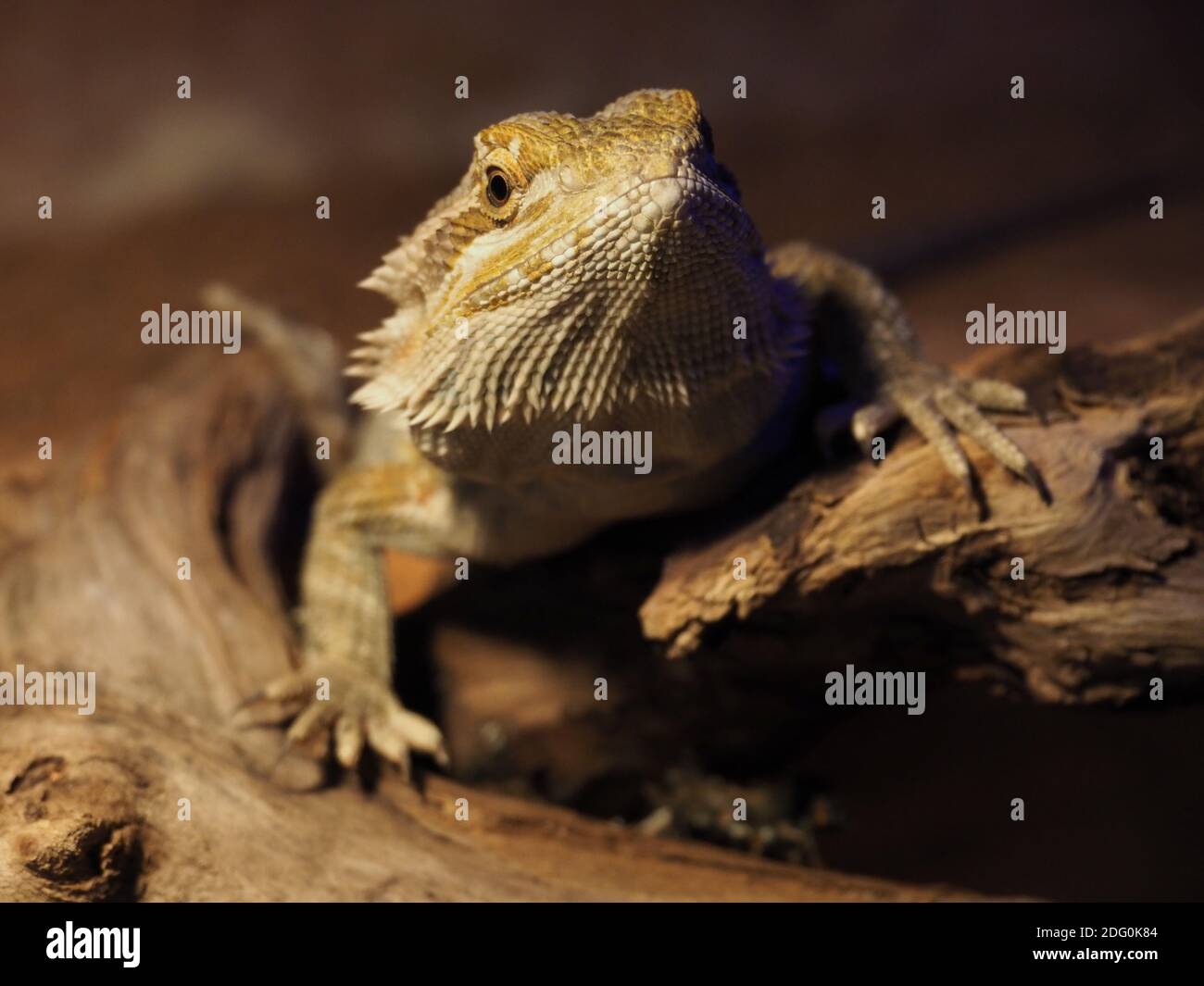 Bearded dragon, Pogona vitticeps Stock Photo - Alamy