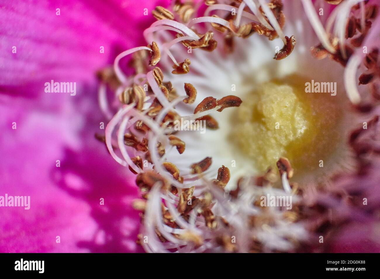 Enlarged Flower High Resolution Stock Photography and Images - Alamy