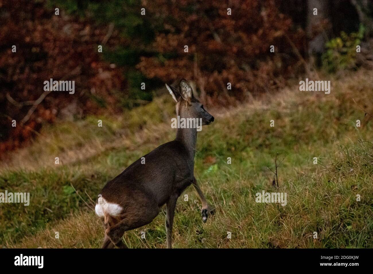 Deer looking towards camera at down Stock Photo - Alamy