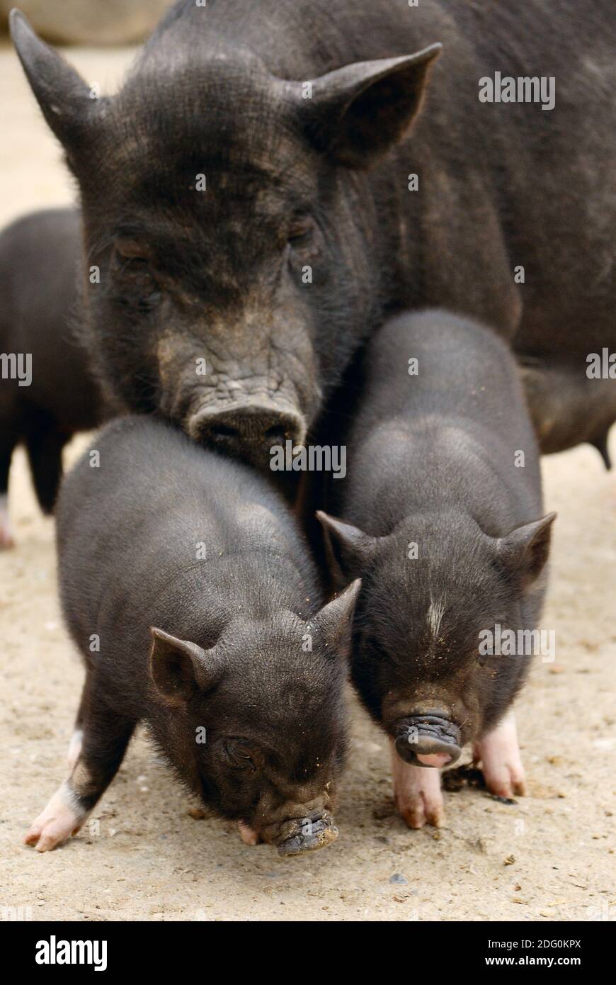 Clean pigs hi-res stock photography and images - Alamy