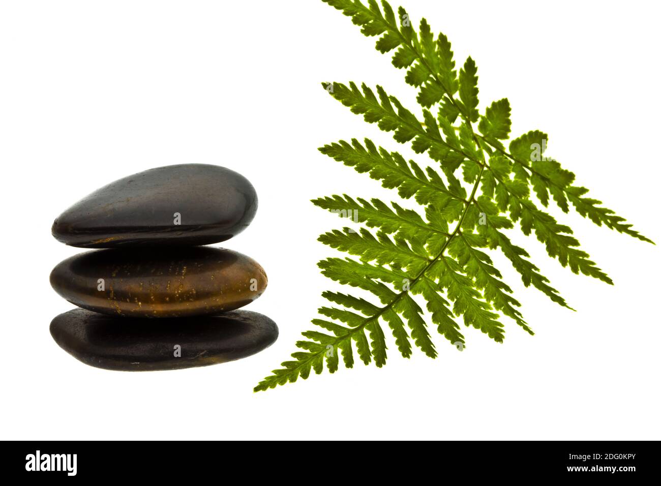 Rocks and ferns hi-res stock photography and images - Alamy