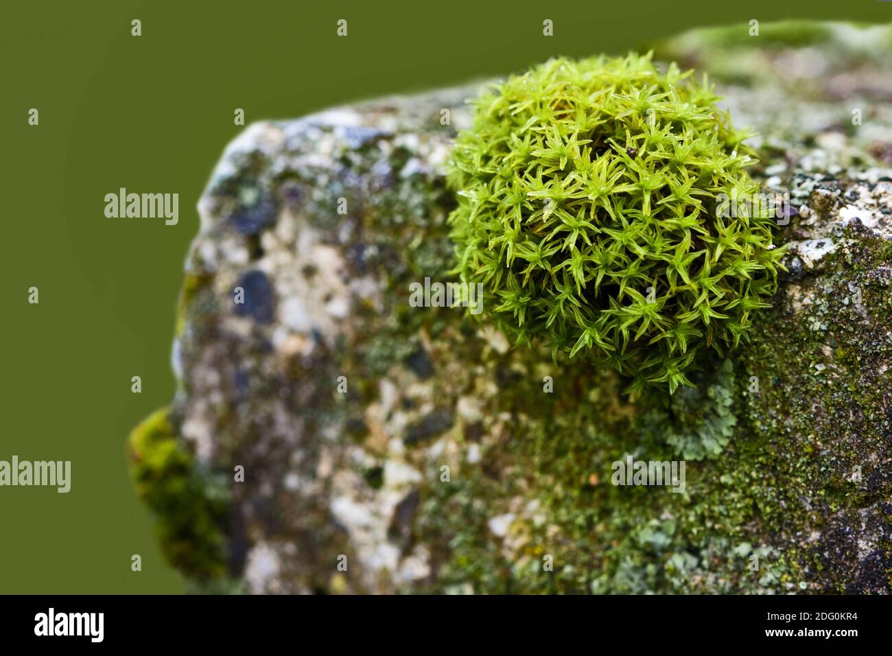 Sternenmoss hi-res stock photography and images - Alamy