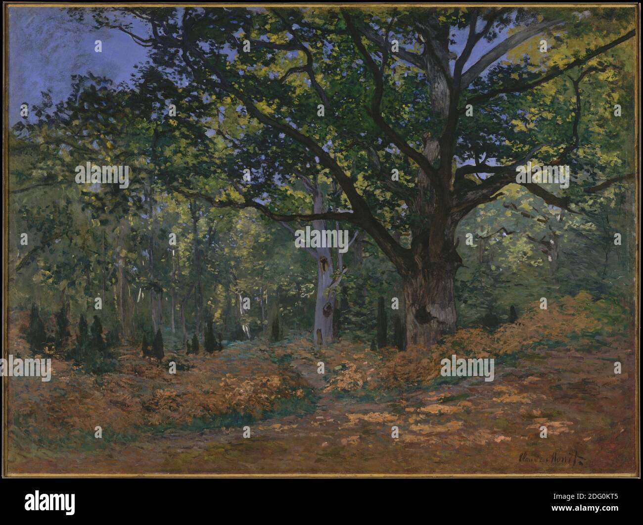 Title: The Bodmer Oak, Fontainebleau Forest Creator: Claude Monet Date ...