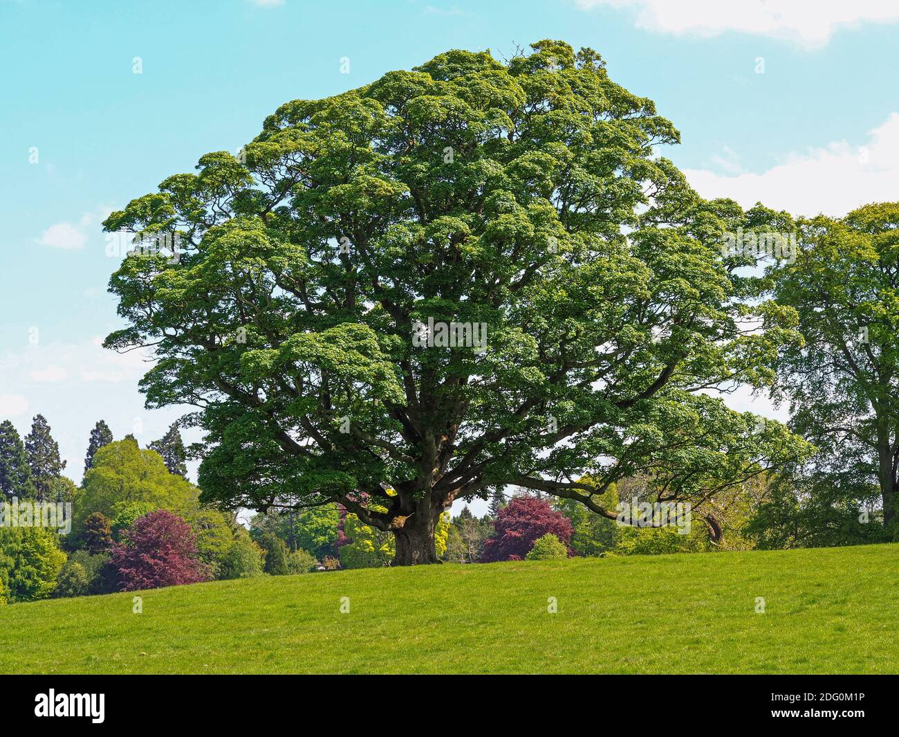 Large beautiful sycamore tree with green summer foliage in parkland in ...