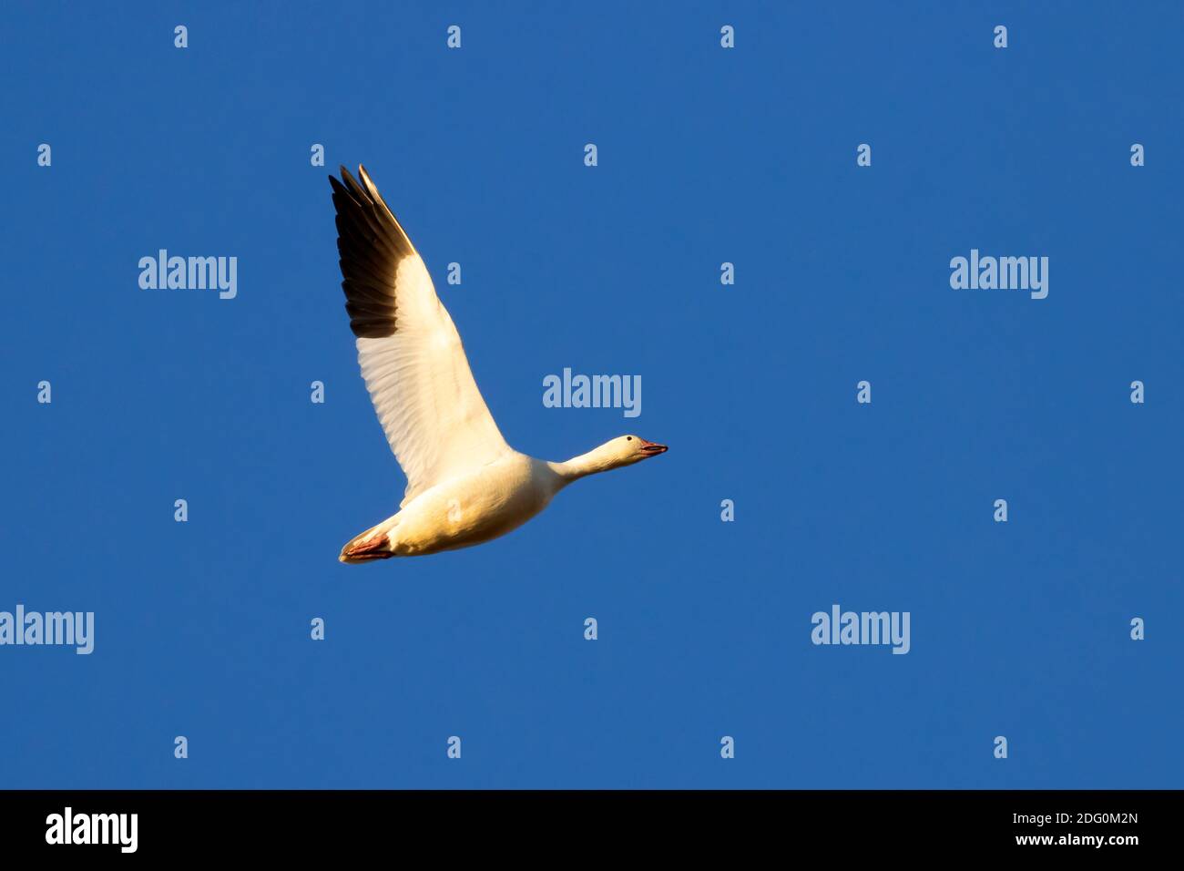 Snow goose (Chen caerulescens) in flight, Sacramento National Wildlife ...