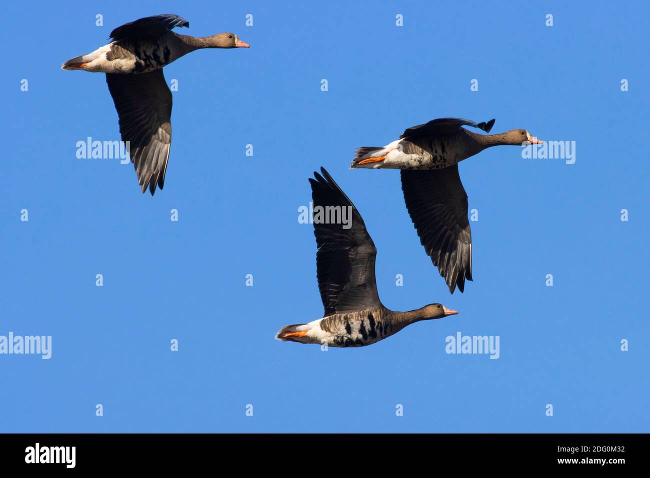 White-fronted geese (Anser albifrons) in flight, Sacramento National ...