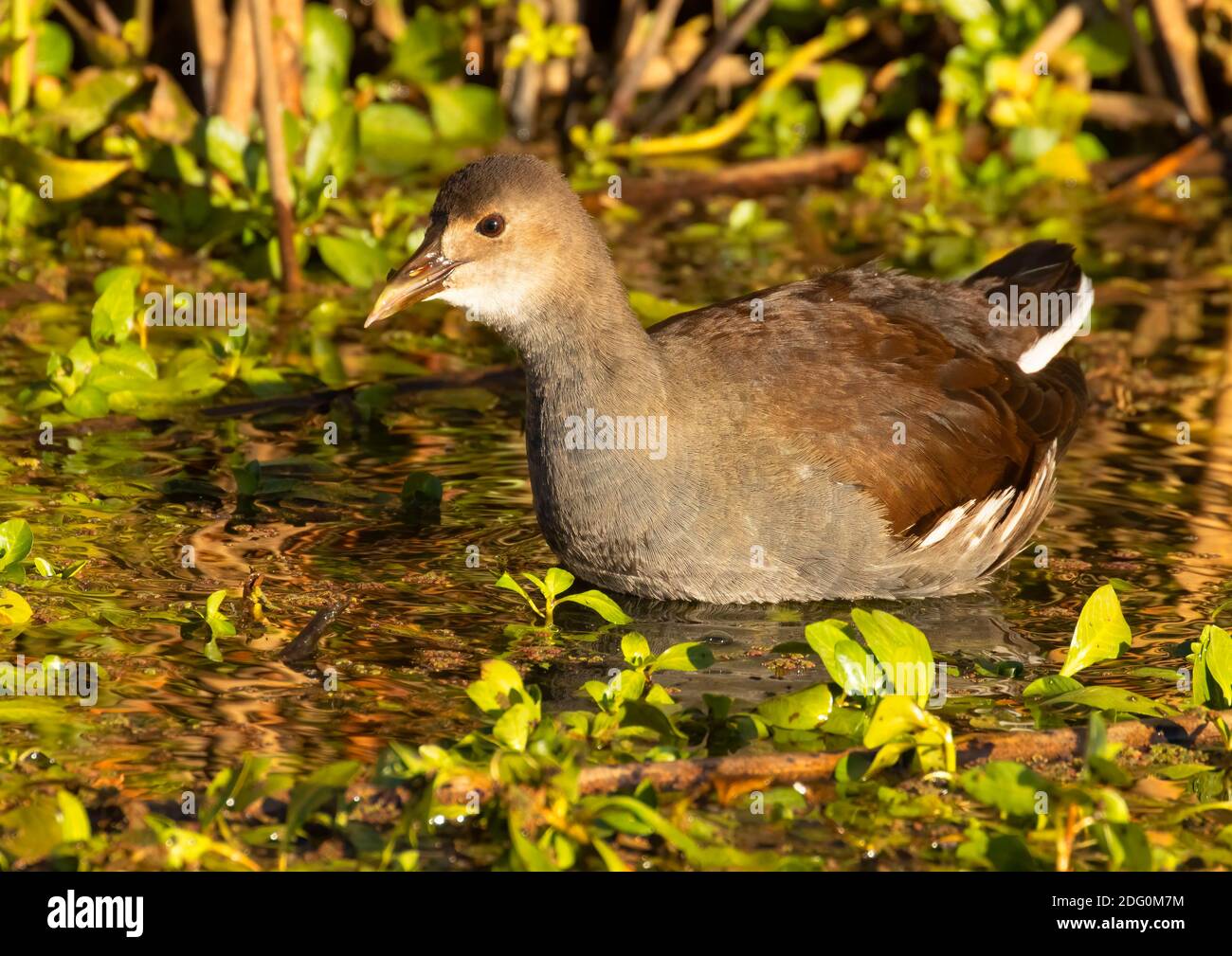 Common Gallinule (Gallinula galeata), Sacramento National Wildlife ...