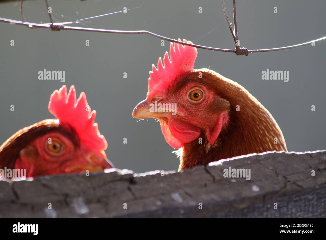 Happy to see you animals hi-res stock photography and images - Alamy