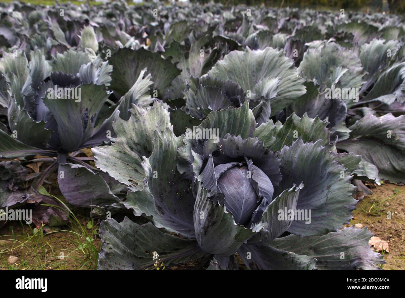 Organic red cabbage Stock Photo - Alamy