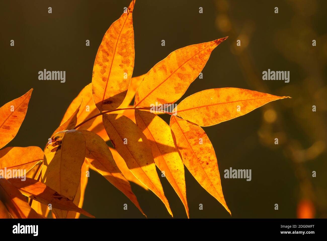 Autumn willow leaves, Colusa National Wildlife Refuge, California Stock ...