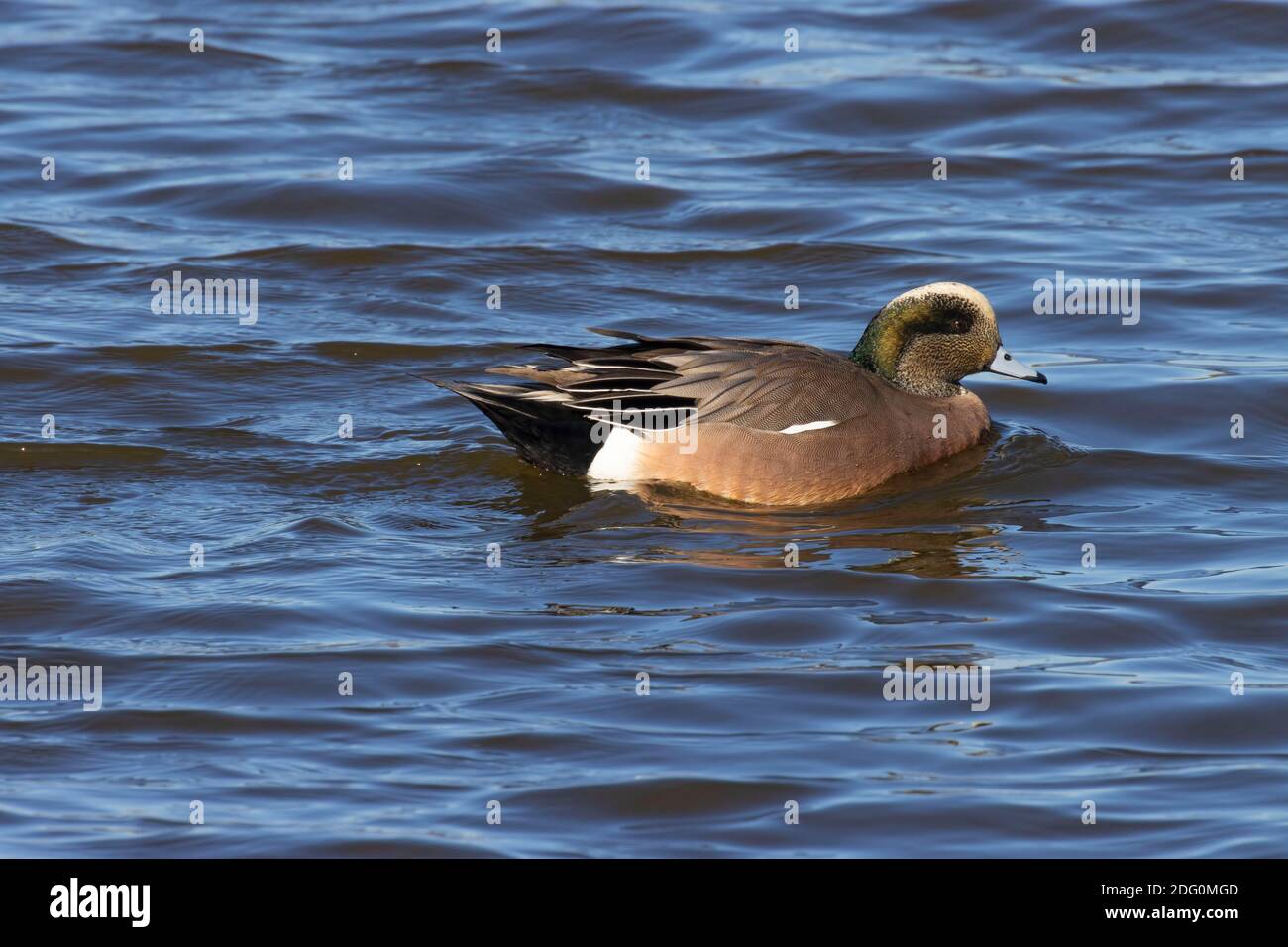 Baldpate duck hi-res stock photography and images - Alamy