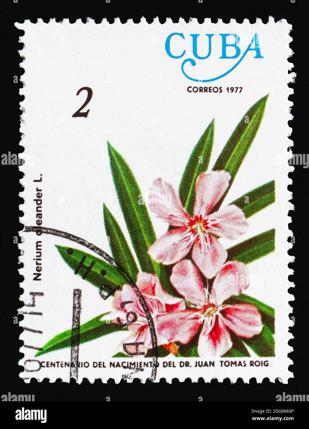 MOSCOW, RUSSIA - AUGUST 18, 2018: A stamp printed in Cuba shows Nerium ...
