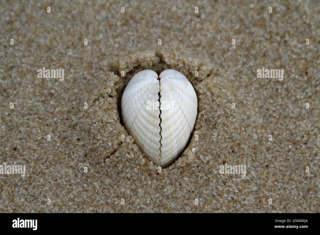 Heart cockle shell hi-res stock photography and images - Alamy
