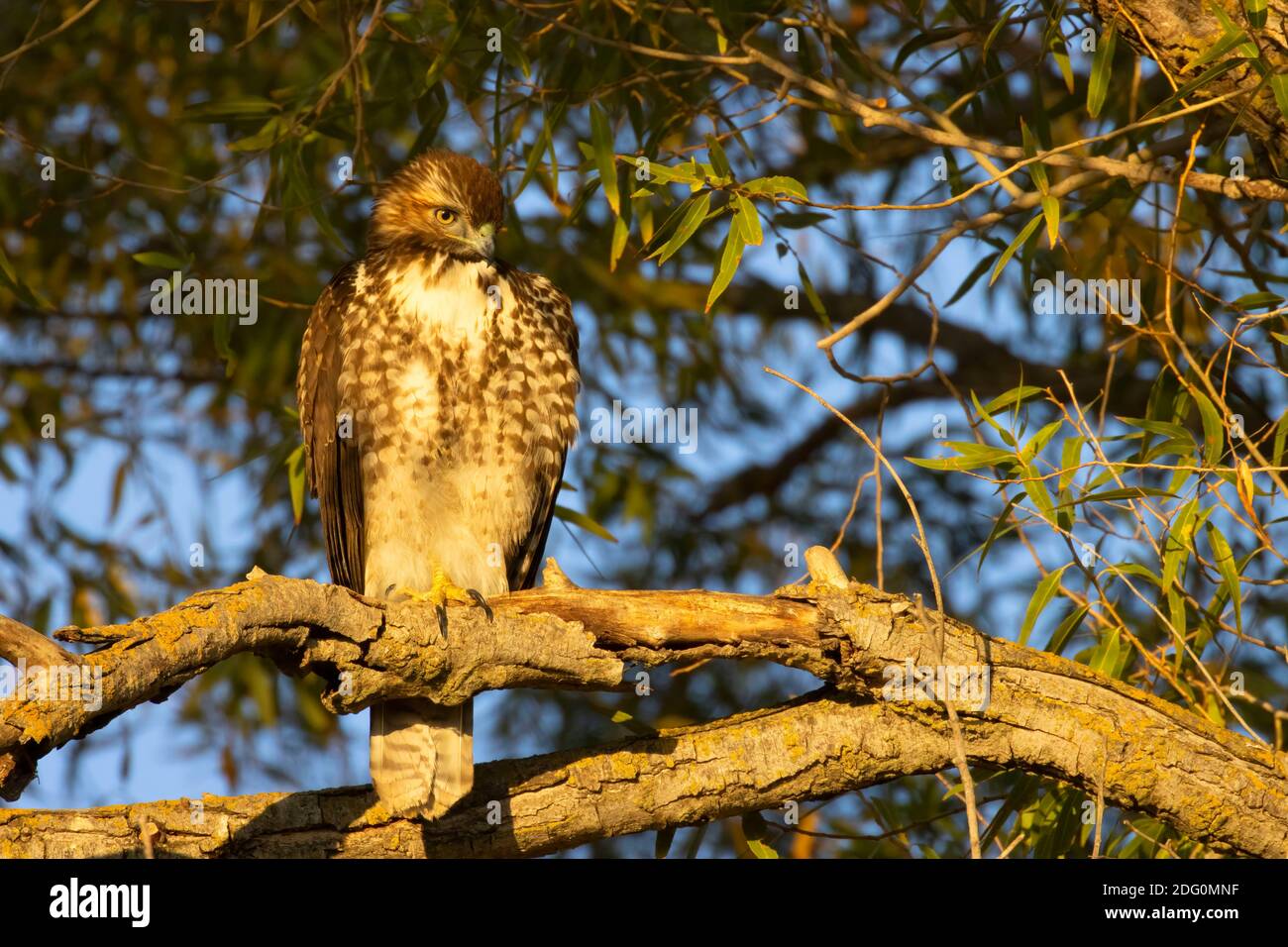 Red-tailed hawk (Buteo jamaicensis), Colusa National Wildlife Refuge ...