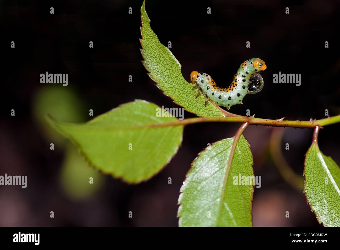 Wasp larvae hi-res stock photography and images - Alamy