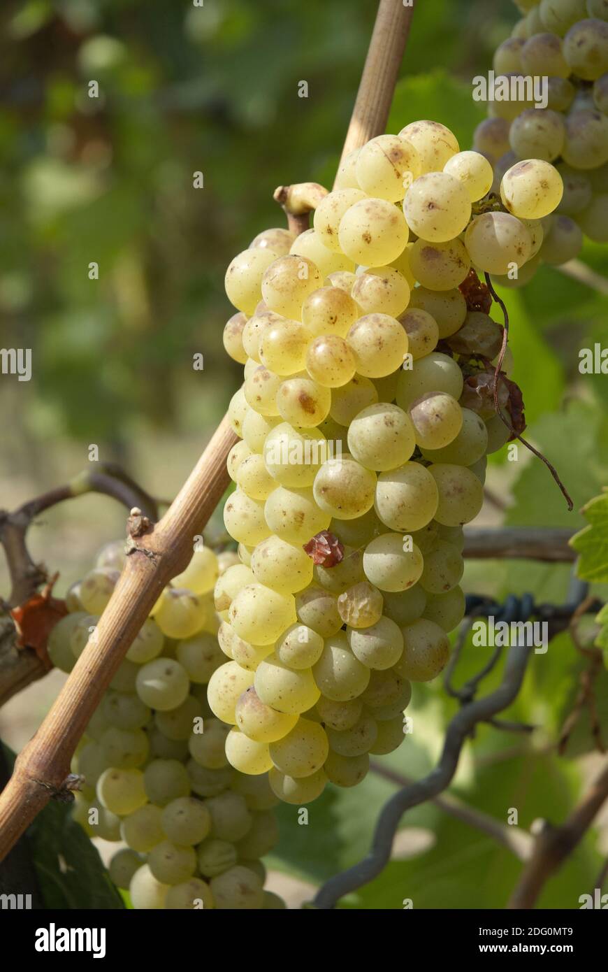 Trauben hi-res stock photography and images - Alamy