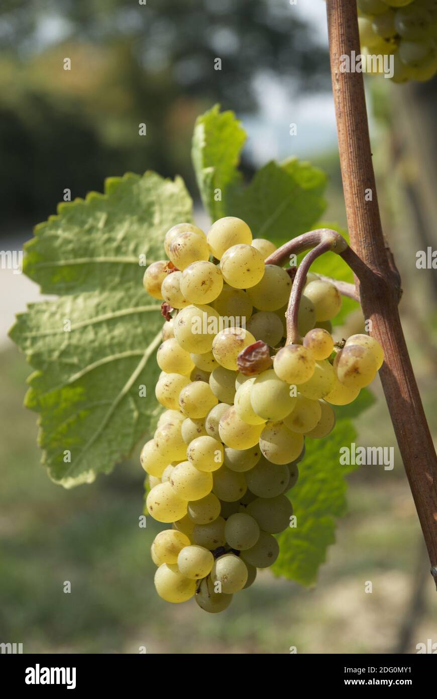 Trauben hi-res stock photography and images - Alamy