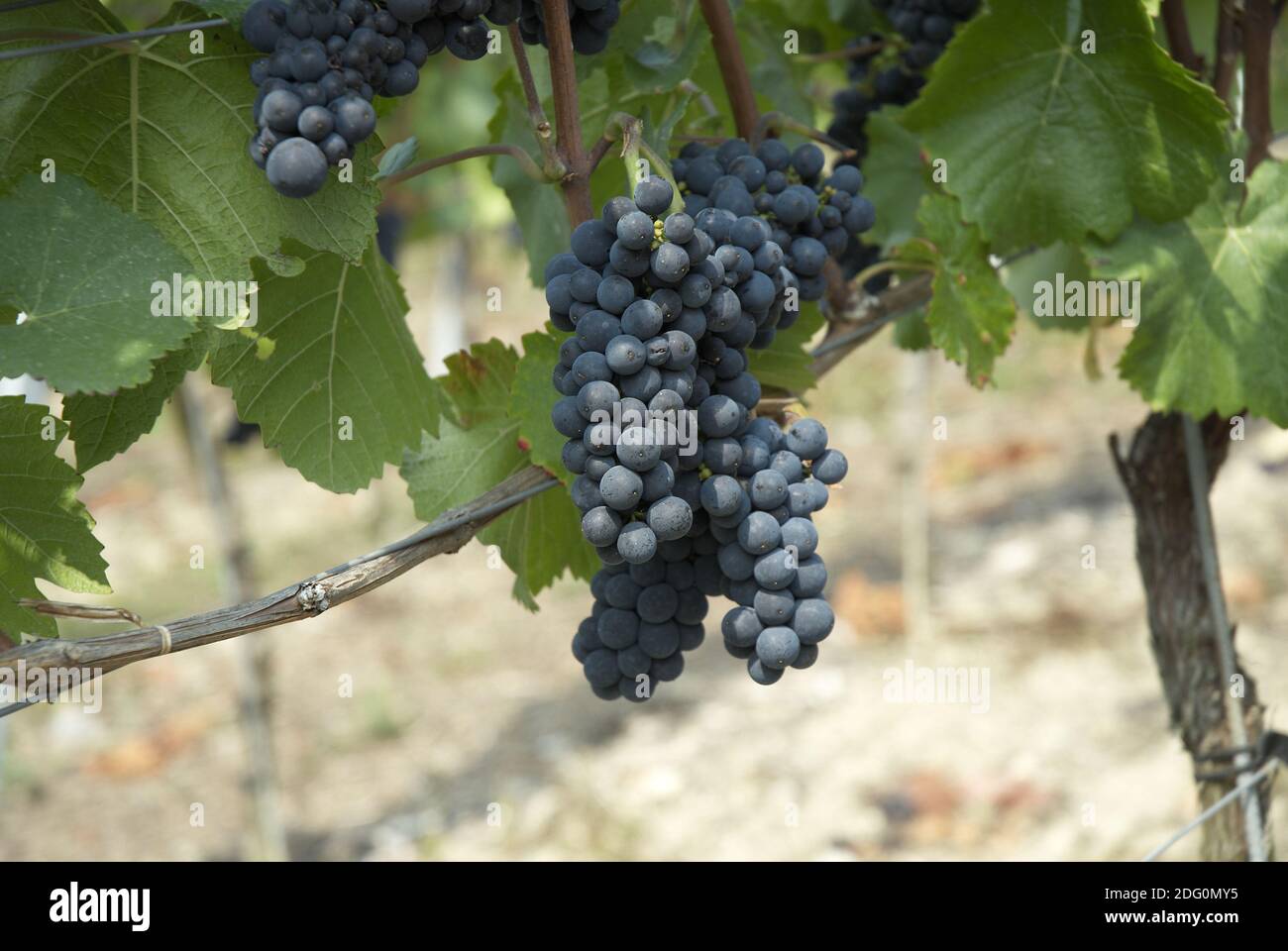 Trauben High Resolution Stock Photography and Images - Alamy