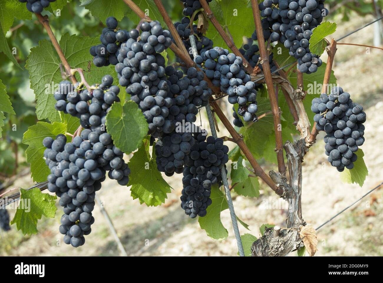 Trauben hi-res stock photography and images - Alamy