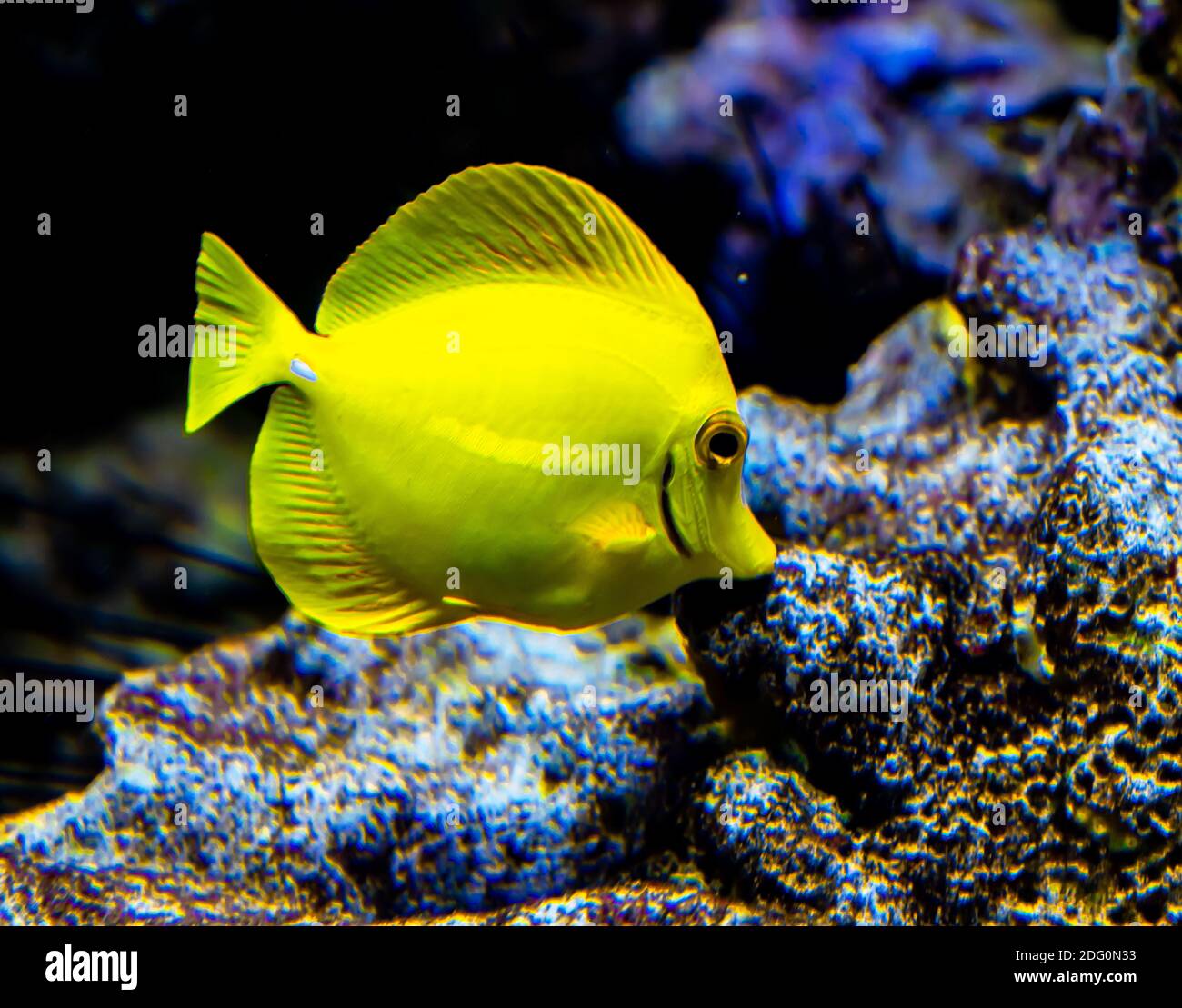 Grazing on algae hi-res stock photography and images - Alamy