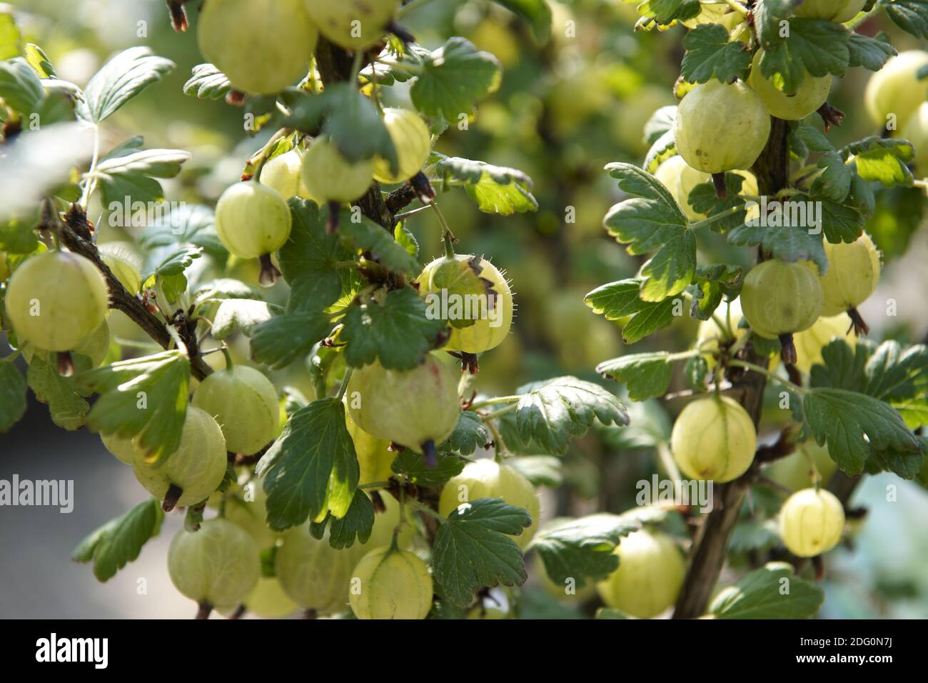 Stachelbeere hi-res stock photography and images - Alamy