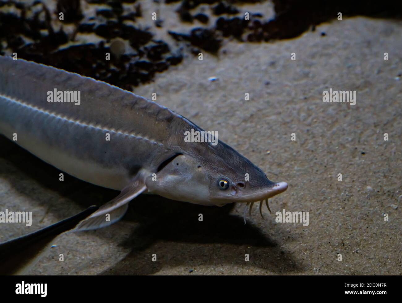 Large freshwater sturgeon resting on the bottom Stock Photo - Alamy