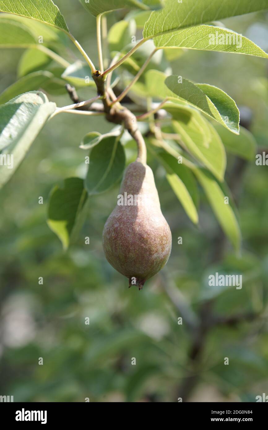 Birnenbaum hi-res stock photography and images - Alamy