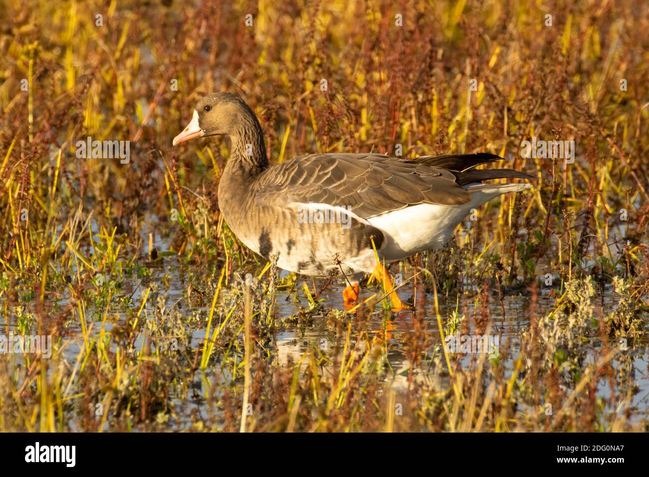 White-fronted goose (Anser albifrons), Cosumnes River Preserve ...