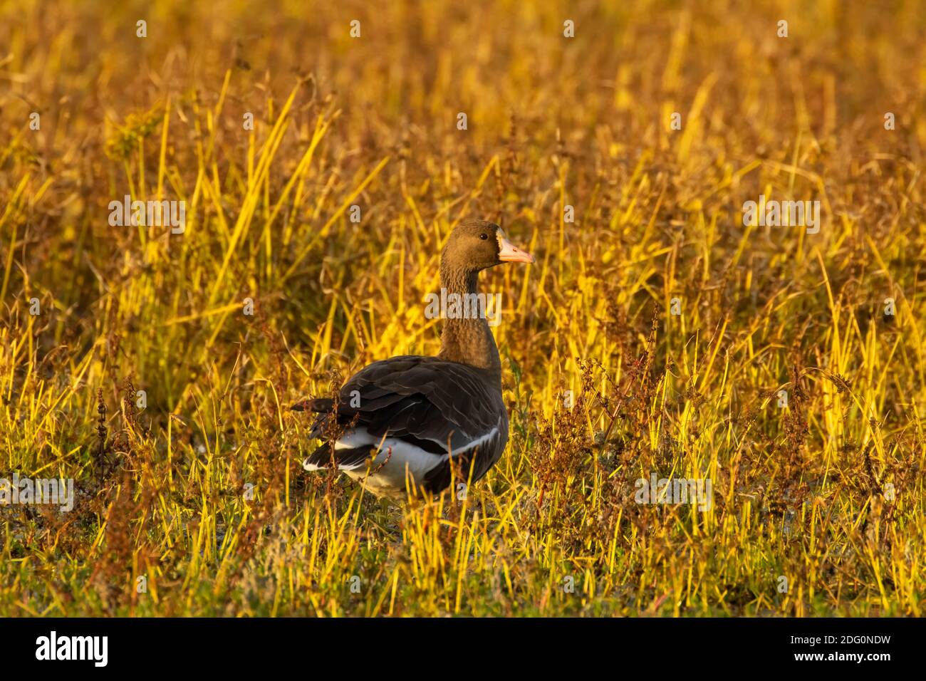 White-fronted goose (Anser albifrons), Cosumnes River Preserve ...