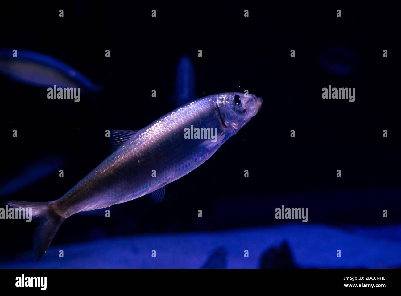 Norwegian sea herring swimming hi-res stock photography and images - Alamy