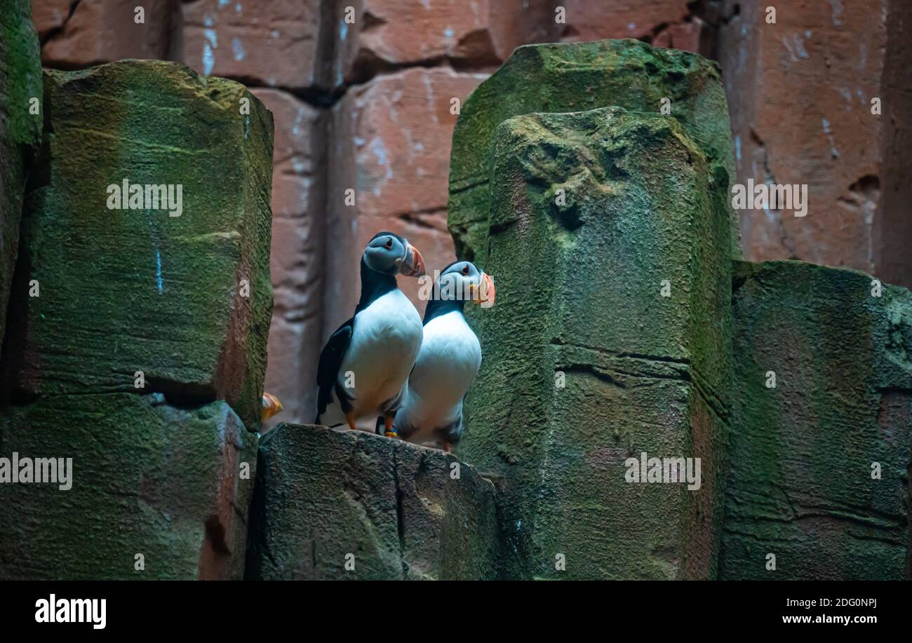 Two common Atlantic puffin birds sitting on rocks by the sea Stock ...